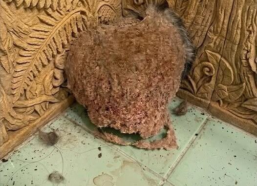 We Came Home From Vacation and Found a Strange Structure in Our ...
